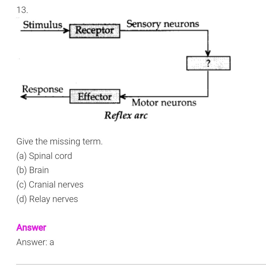 13. Give the missing term. (a) Spinal cord (b) Brain (c)...