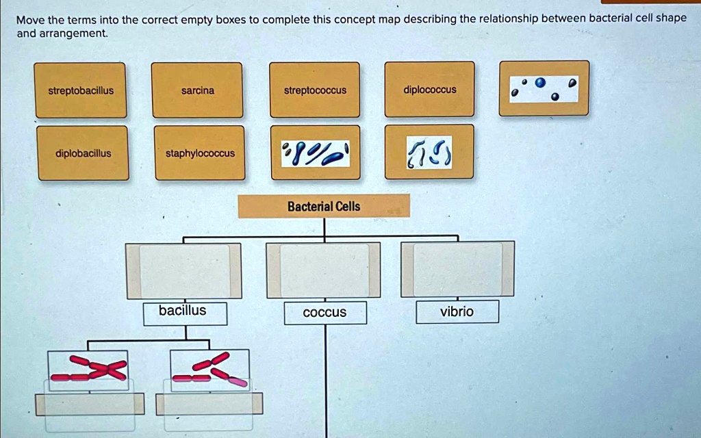 SOLVED: Move the terms into the correct empty boxes to complete this concept map describing the ...