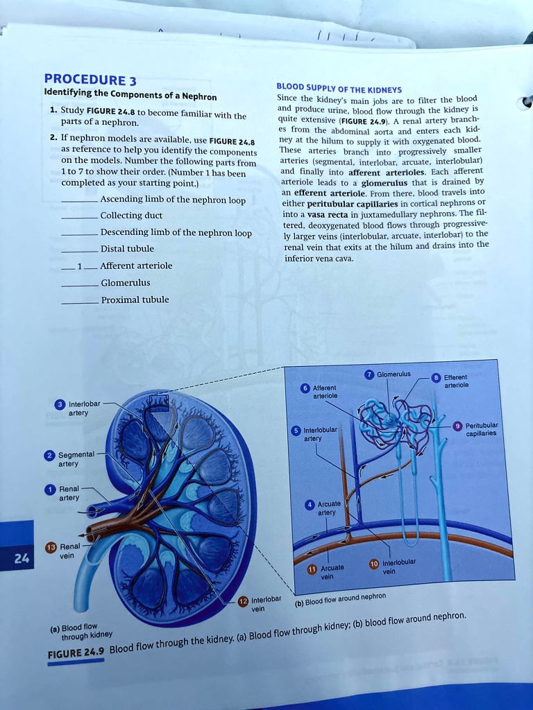 PROCEDURE 3 Identifying the Components of a Nephron Study FIGURE 24.8 to become familiar with ...