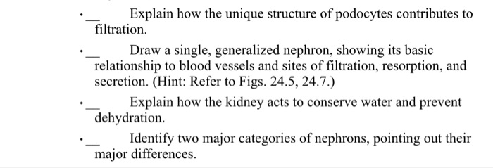 Explain how the unique structure of podocytes contributes to filtration ...