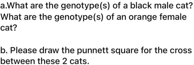 SOLVED: a. What are the genotypes of a black male cat? What are the ...