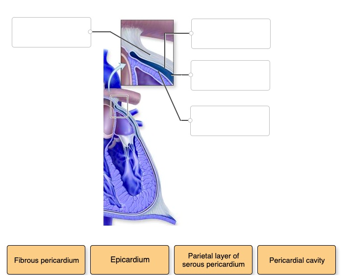 label the structures of the pericardium in the figure parietal layer of ...