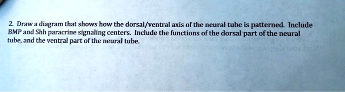 2 draw a diagram that shows how the dorsalventral axis of the neural ...