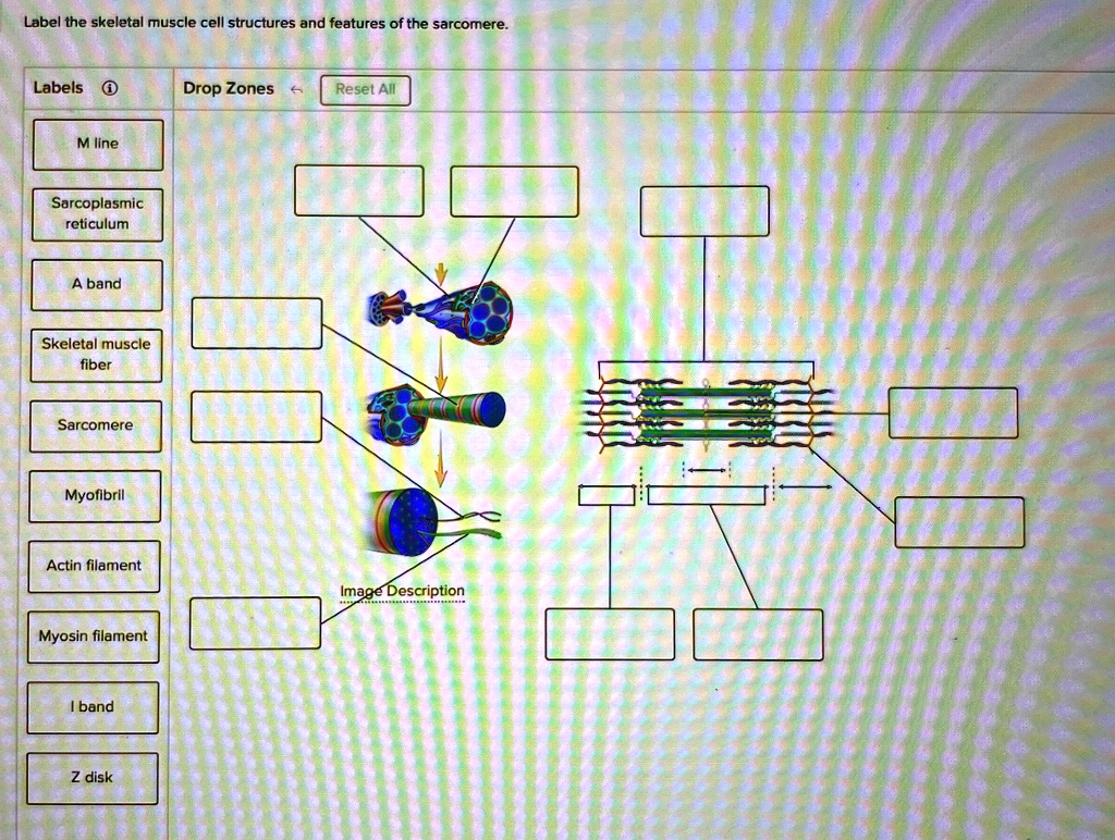 Label the skeletal muscle cell structures and features of the sarcomere ...