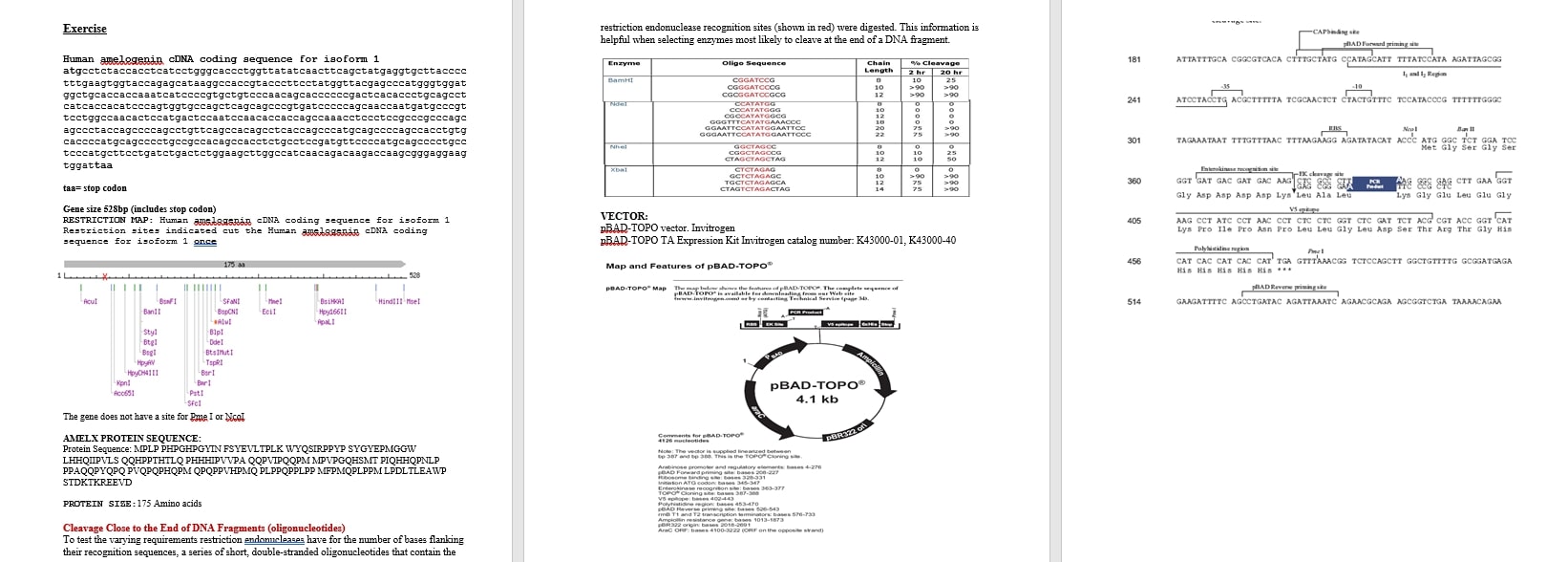 SOLVED: Exp 1: Clone the human amelogenin cDNA coding sequence for isoform 1 into pBAD-Topo Q1 ...