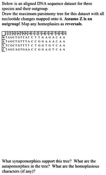 Below is an aligned DNA sequence dataset for three species and their outgroup. Draw the maximum ...