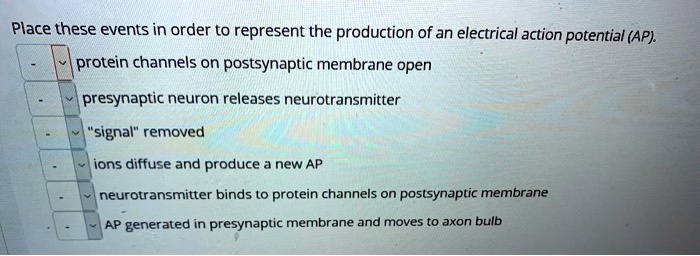 SOLVED: Place these events in order to represent the production of an electrical action ...