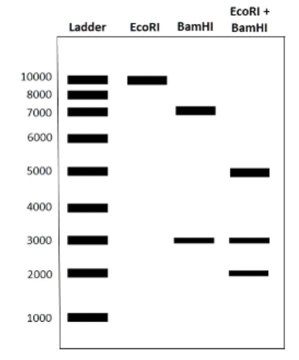 SOLVED: A plasmid is digested with restriction enzymes, and agarose gel electrophoresis is ...