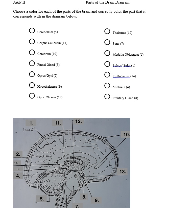 A P II Parts of the Brain Diagram Choose a color for each of the parts ...