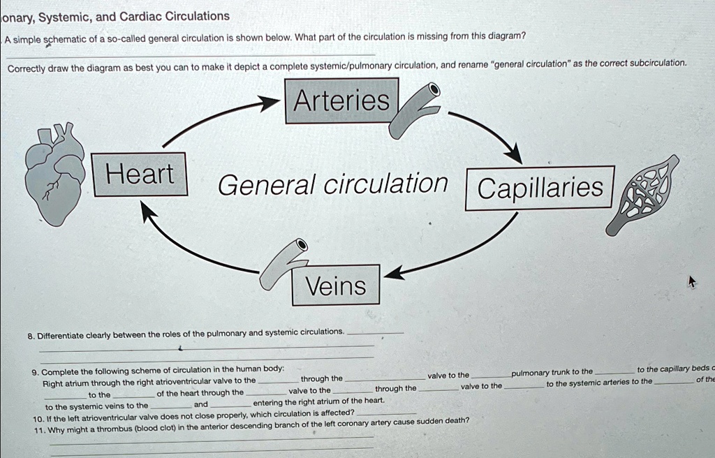 onary systemic and cardiac circulations a simple schematic of a so ...