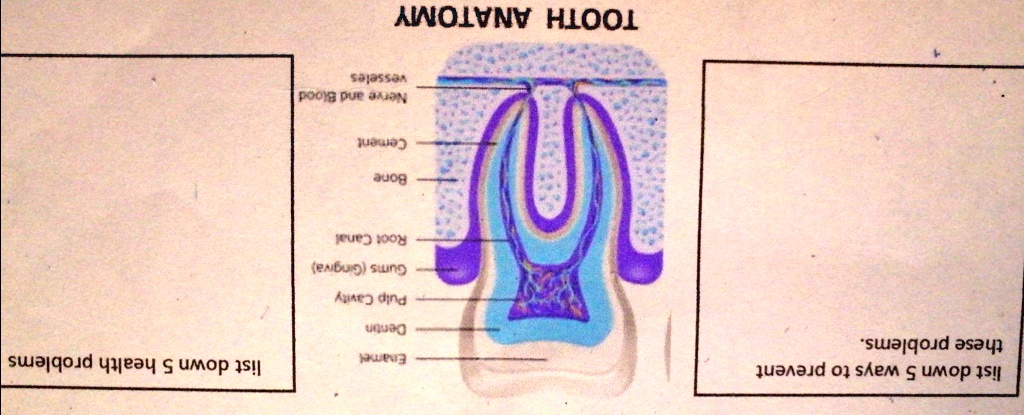 SOLVED: 'Performance task Draw the anatomy of the tooth on a BOND PAPER ...