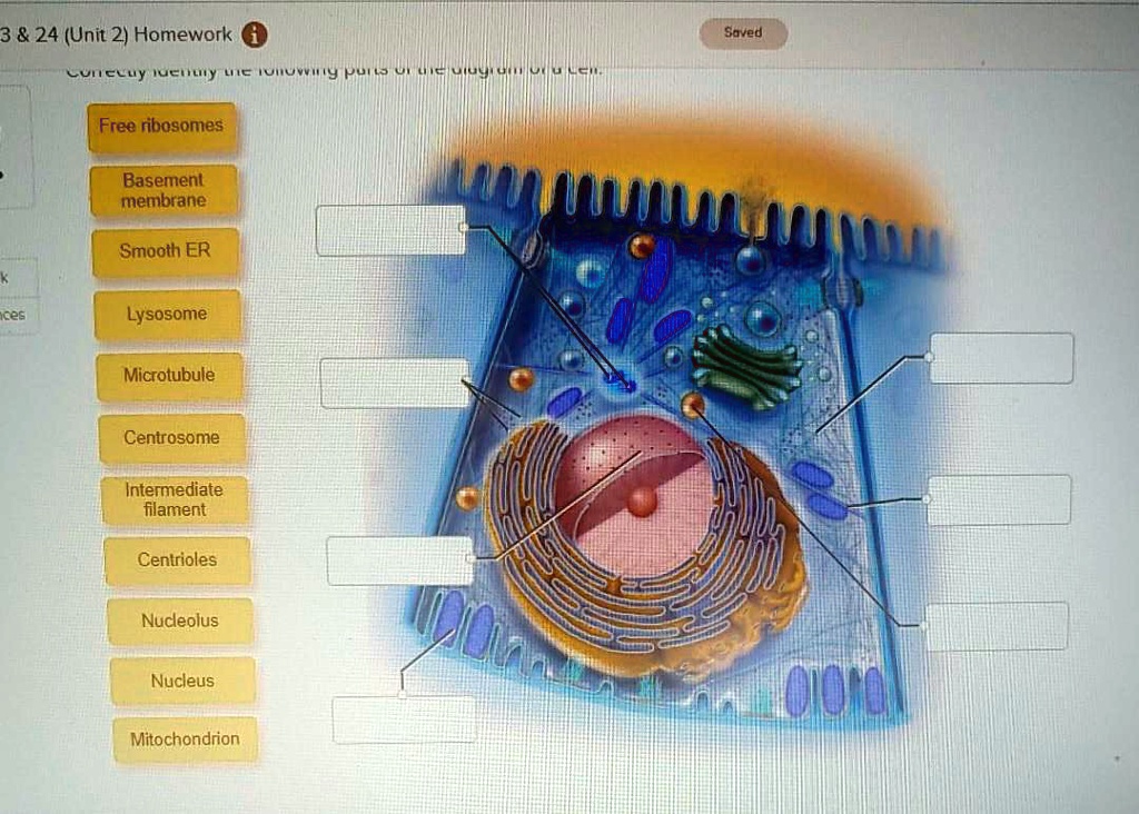 SOLVED: Correctly identify the following parts of the diagram of a cell. 3 24 (Unit 2 Homework ...