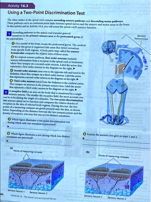 activity163 using a two point discrimination test the white matter in ...