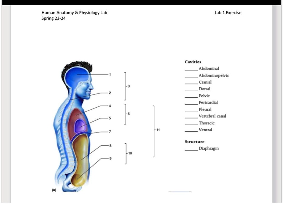 human anatomy physiology lab lab 1 exercise spring 23 24 cavities ...