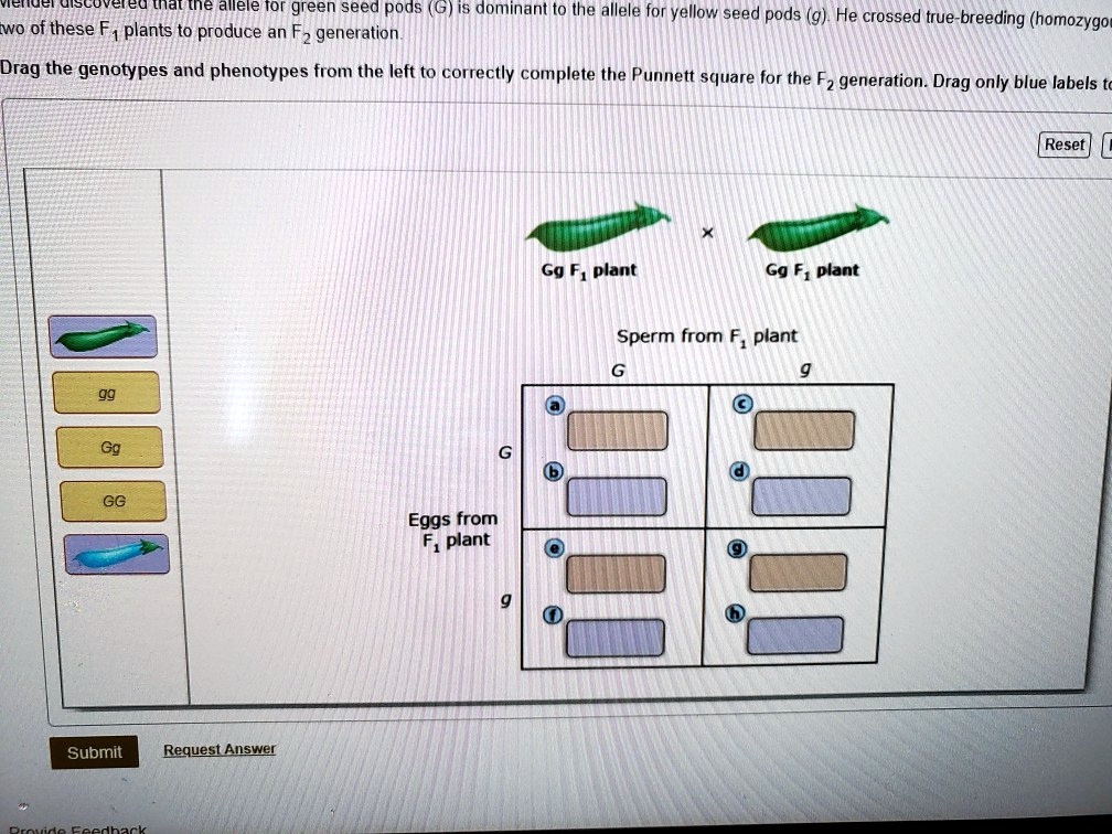 ythug tuvereu thal tle alele tor green seed pods g is dominant to he ...
