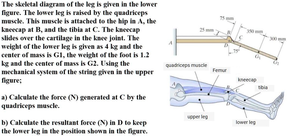 SOLVED: The skeletal diagram of the leg is given in the lower figure ...