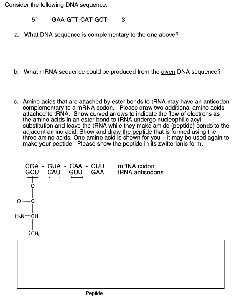 SOLVED: Consider the following DNA sequence: 5'-GAA-GTT-CAT-GCT-3' What ...