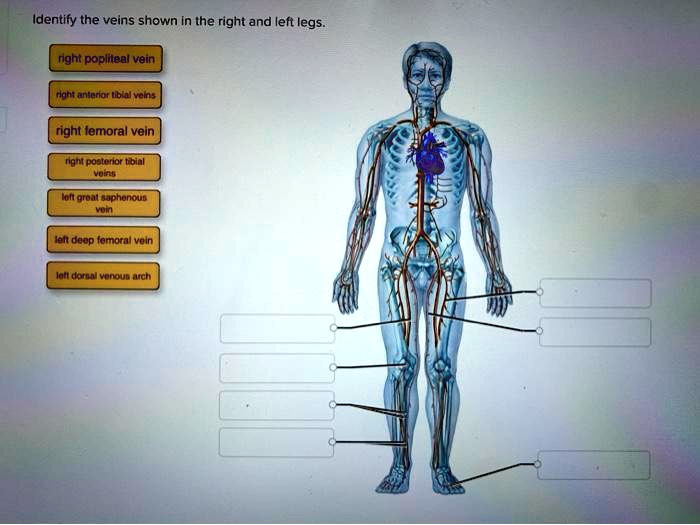 Identify the veins shown in the right and left legs. right popliteal ...