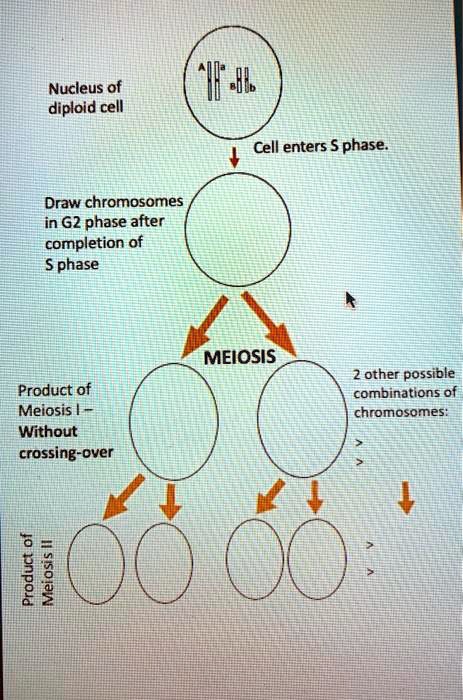SOLVED:Nucleus of diploid cell "ll" H Cell enters $ phase_ Draw ...