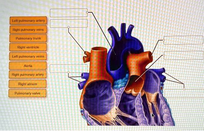 Left pulmonary artery Right pulmonary veins Pulmonary trunk Right ...