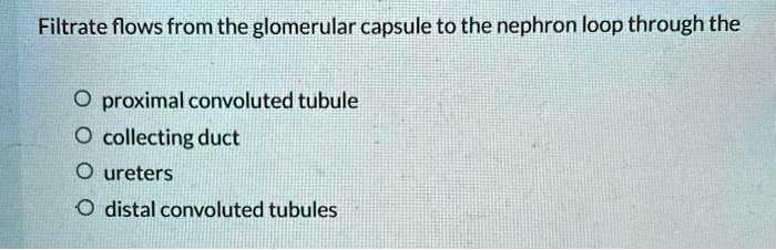 SOLVED: Filtrate flows from the glomerular capsule to the nephron loop ...