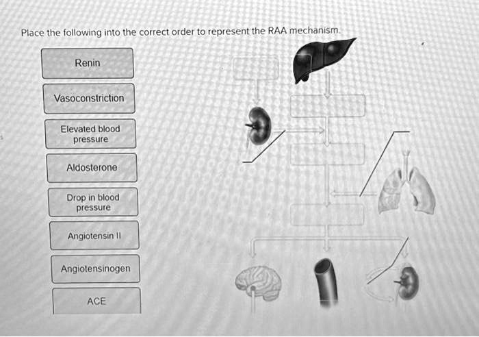Place the following into the correct order to represent the RAA mechanism. Renin ...