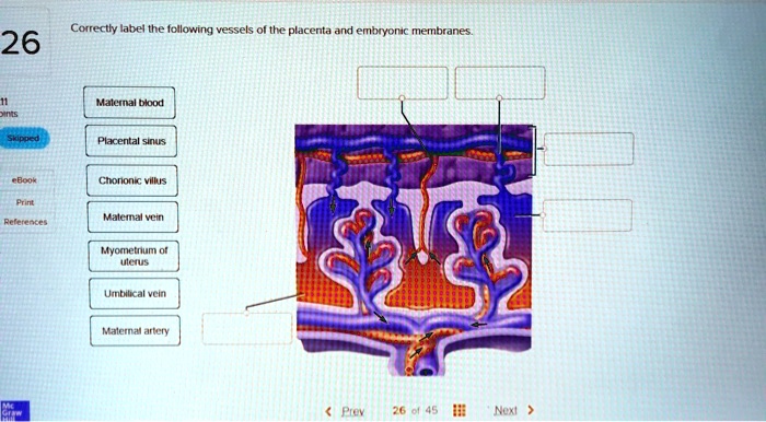 26 Correctly label the following vessels of the placenta and embryonic ...