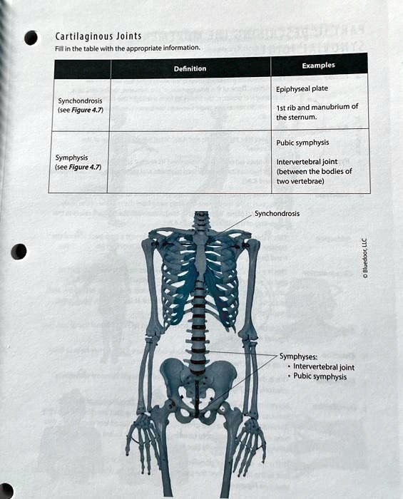 SOLVED: Cartilaginous Joints Fill in the table with the appropriate ...