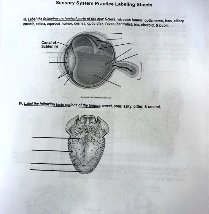 SOLVED:Sensory System Practice Labeling Sheets IIL:Label the fllowing ...