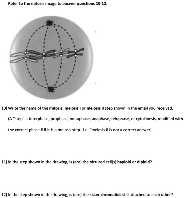 refer to the mitosis image to answer questions 10 12 10 write the name ...