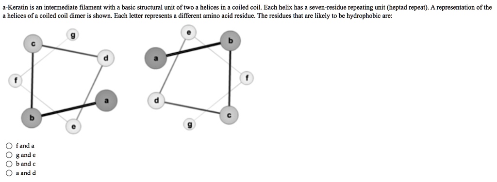 SOLVED: a-Keratin is an intermediate filament with basic structura ...