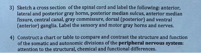 3) Sketch a cross section of the spinal cord and label the following ...