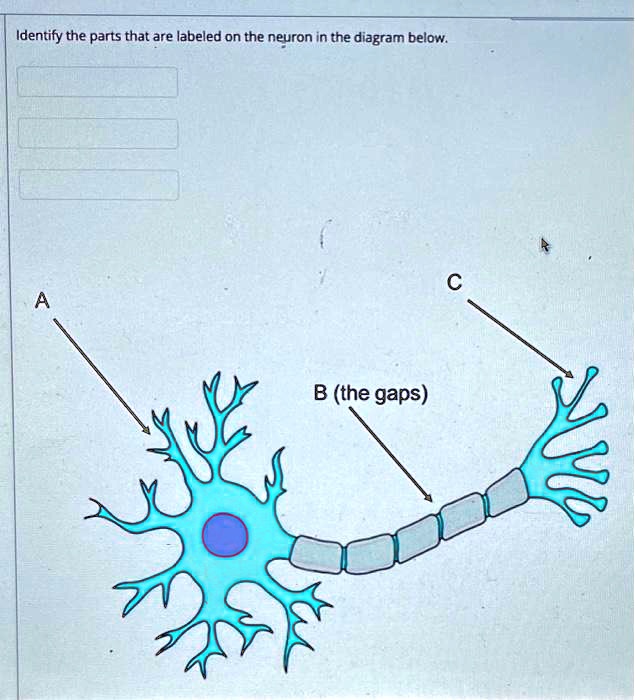 SOLVED: Identify the parts that are labeled on the neuron in the ...