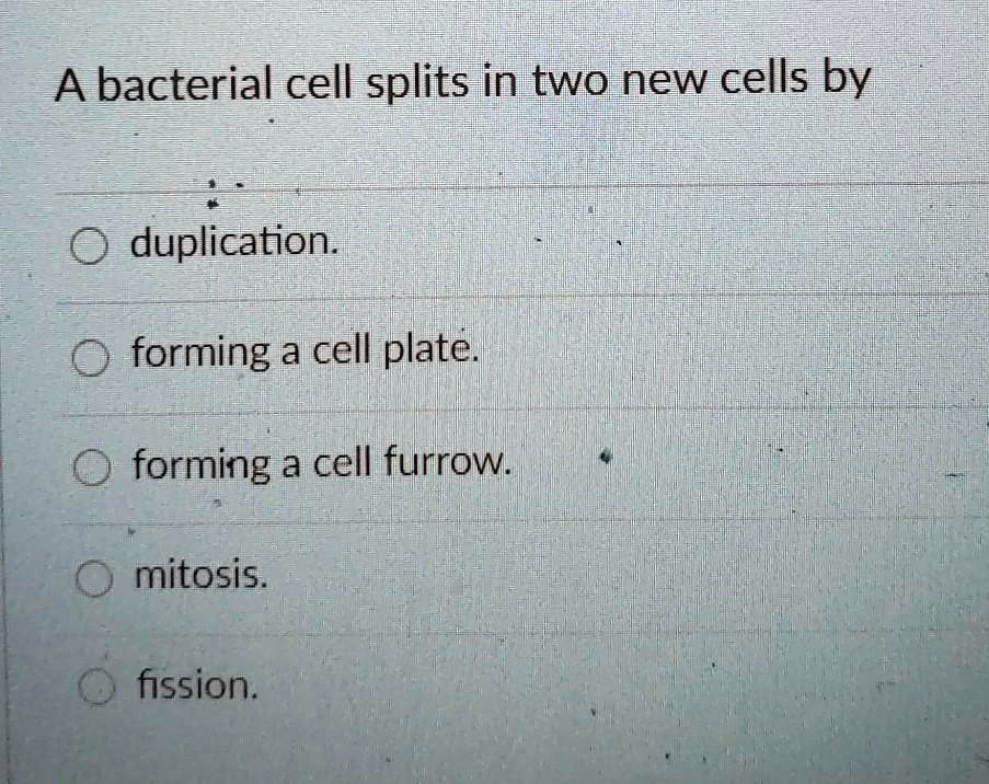 SOLVED: A bacterial cell splits in two new cells by duplication ...