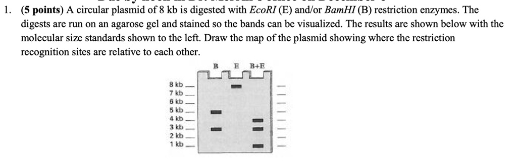 5 points a circular plasmid of 8 kb is digested with ecori e andlor ...