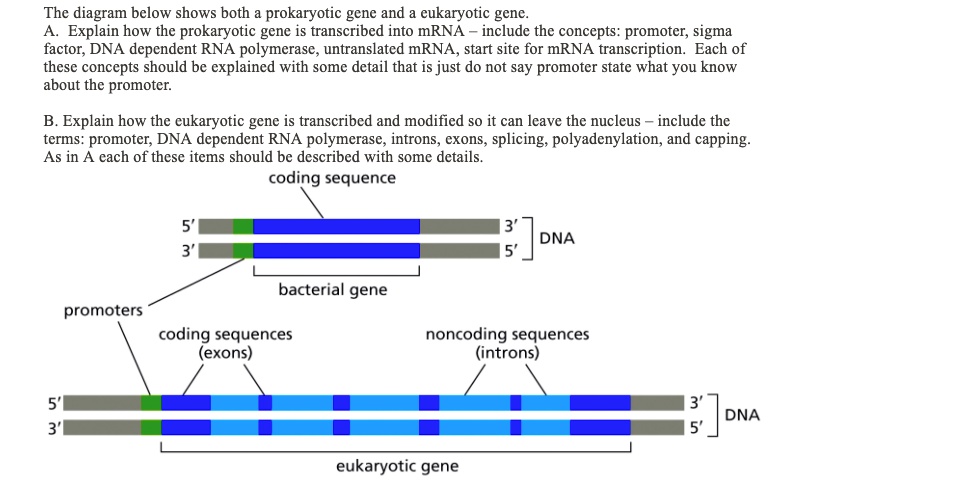 SOLVED: The diagram below shows both prokaryotic gene and eukaryotic ...