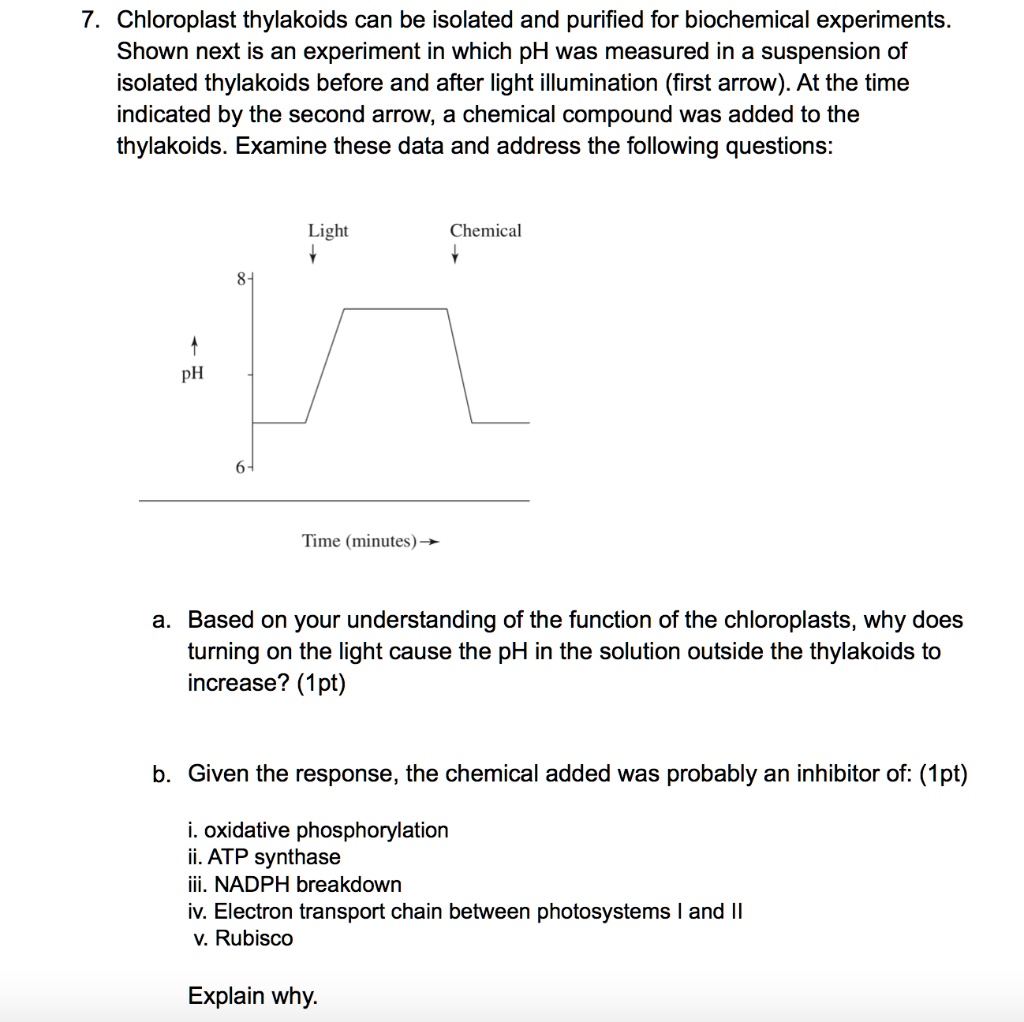 Chloroplast thylakoids can be isolated and purified for...