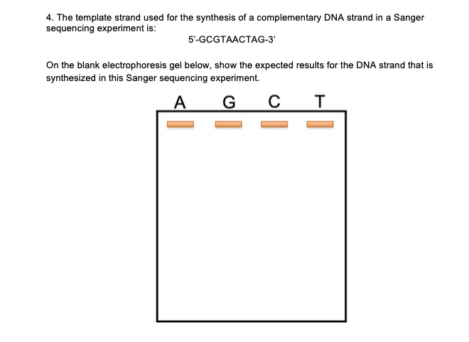 the template strand used for the synthesis of complementary dna strand ...