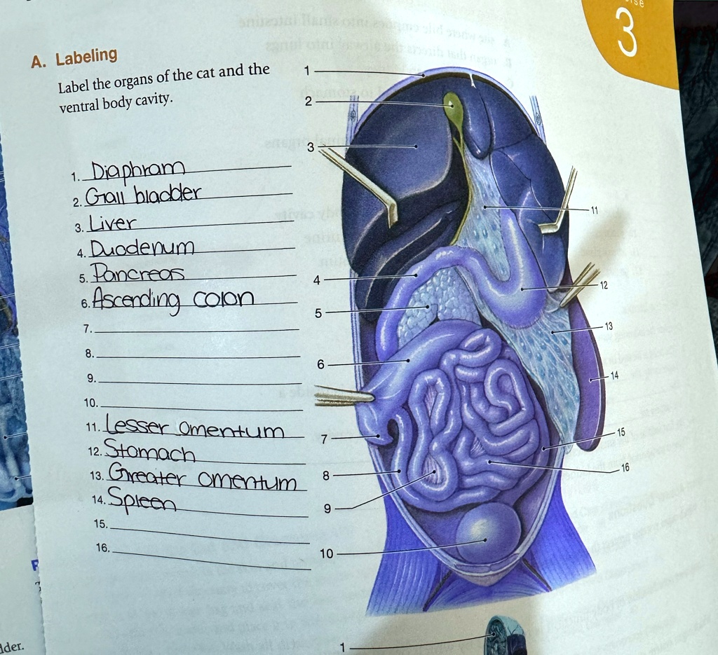 a labeling label the organs of the cat and the ventral body cavity diaphragm gall bladder liver ...