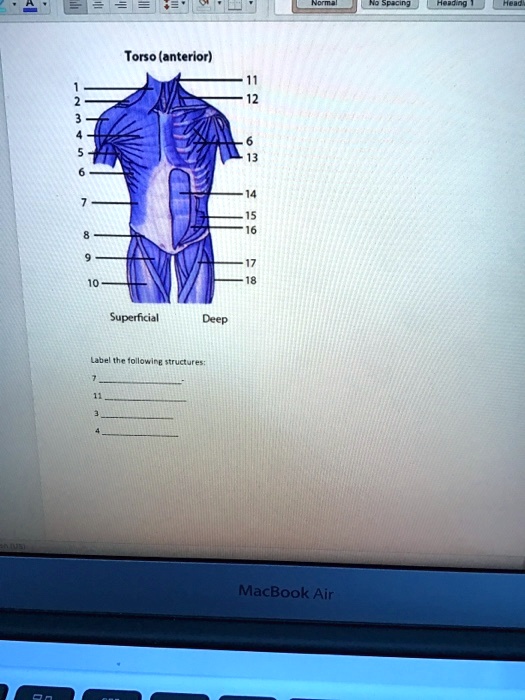 SOLVED: Torso (anterior) Superficial Deep Label Ich tollbox Ir â‚¬ ...