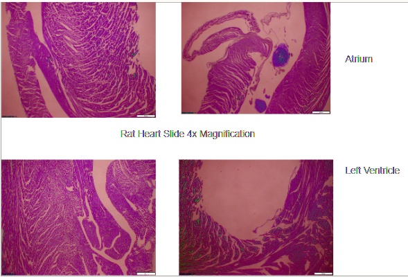 SOLVED: Can you please help me label what is shown in these images of a ...