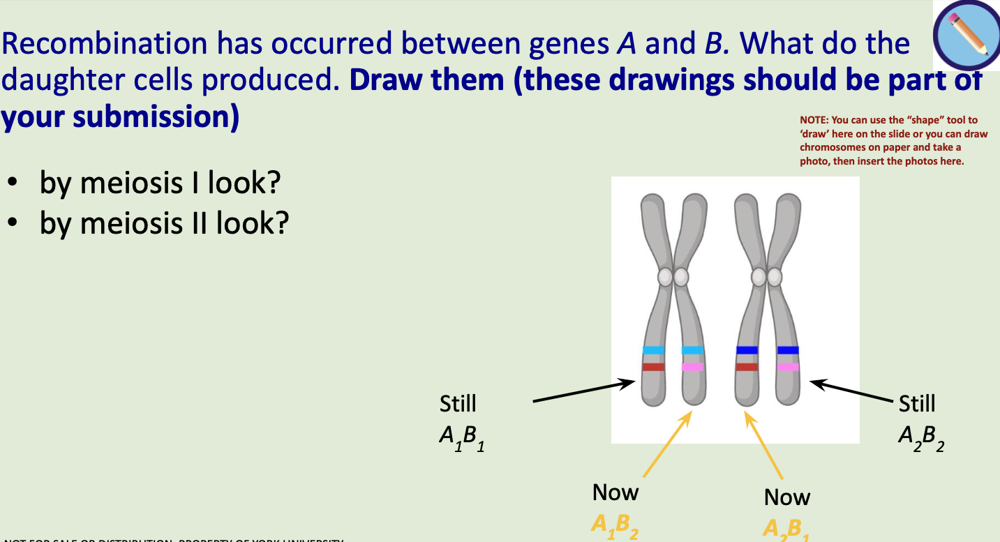 Recombination has occurred between genes A and B. What do the daughter ...