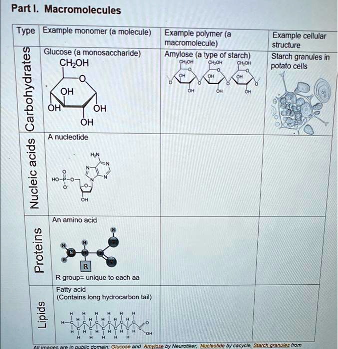 Part I Macromolecules Type Example Monomer A Molecule Example Polymer A Macromolecule