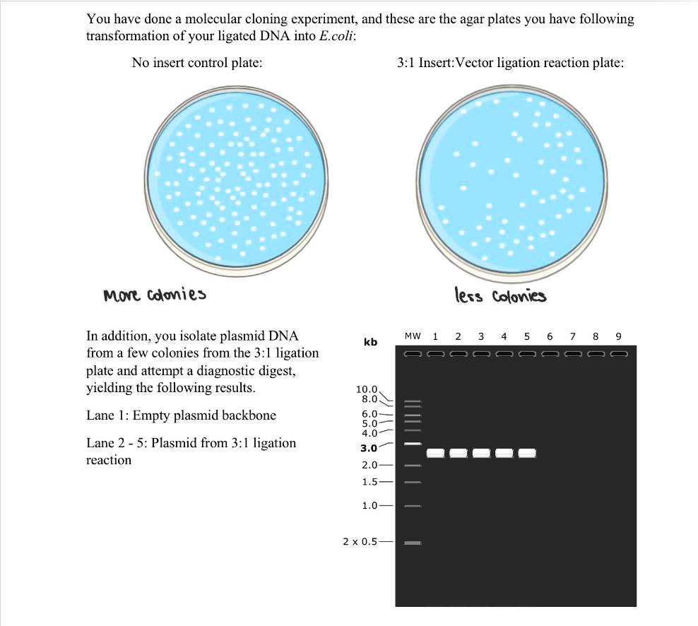 SOLVED: You have done a molecular cloning experiment; and these are the ...