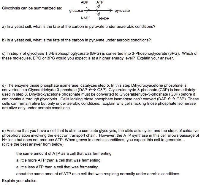 Glycolysis can be summarized as: ADP ATP pyruvate NAD^+NADHglucose a ...