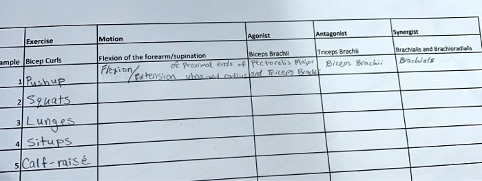 SOLVED: Motion Agonist Antagonist Synergist Exercise Biceps Brachii ...