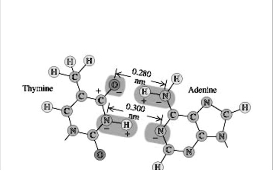 The two sides of the DNA double helix are connected by pairs of bases ...