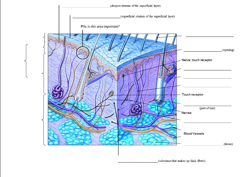 SOLVED: Label the following diagram: (deepest stratum of the ...