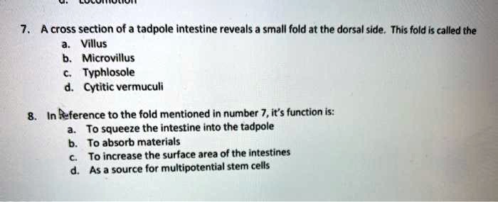 A cross section of a tadpole intestine reveals a small fold at the ...