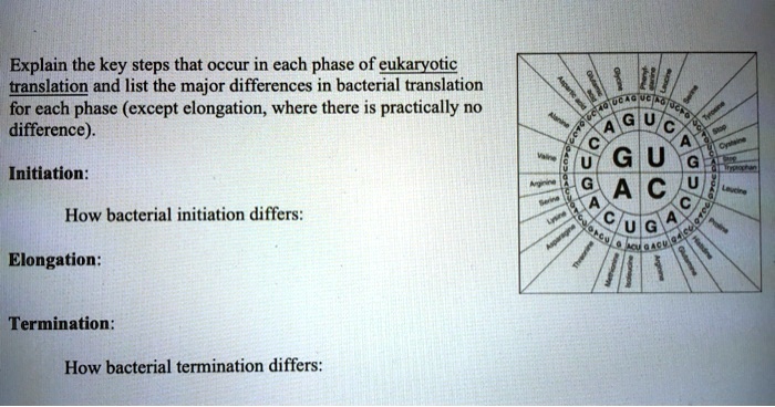 SOLVED: Explain the key steps that occur in each phase of eukaryotic ...